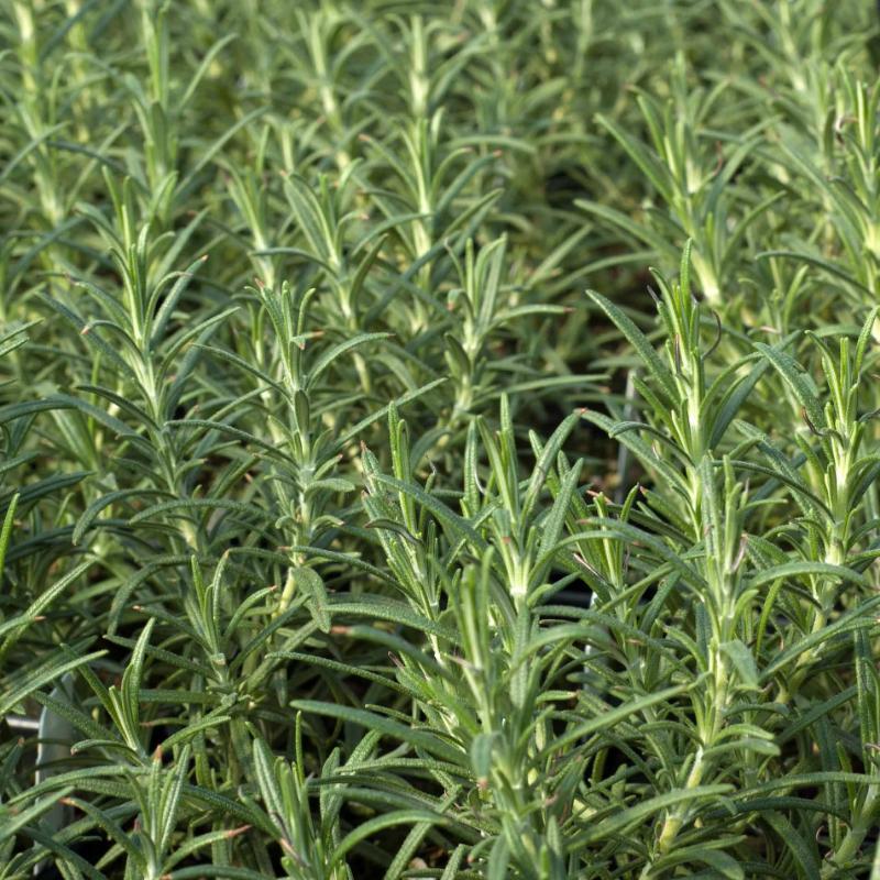 Hill Hardy Rosemary – Southern Idaho Landscape Center