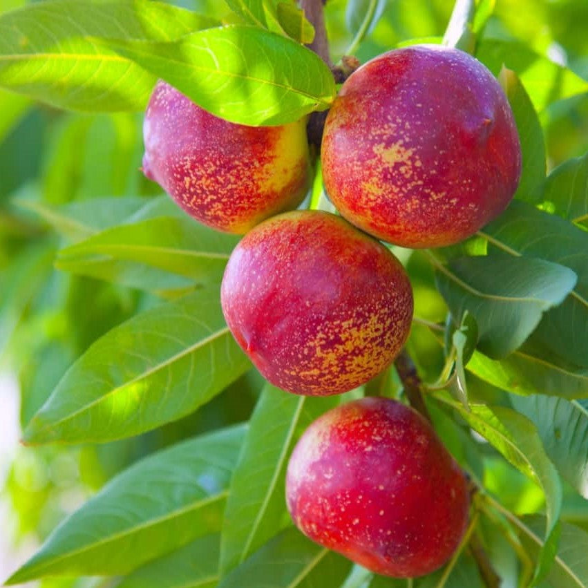 Harko Nectarine Tree – Southern Idaho Landscape Center