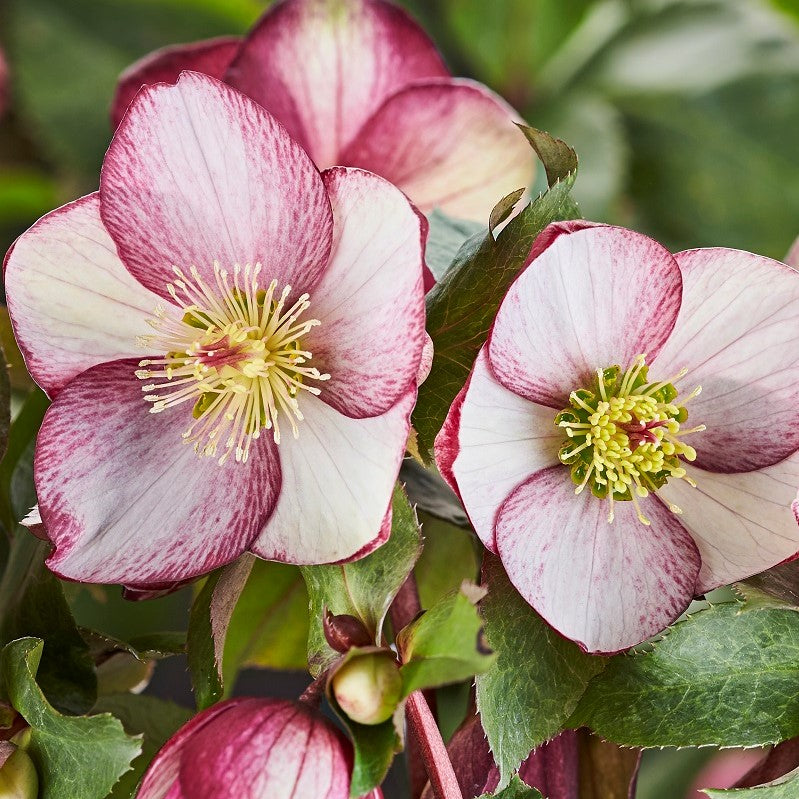 Viv Rosa Hellebore (Lenten Rose) – Southern Idaho Landscape Center