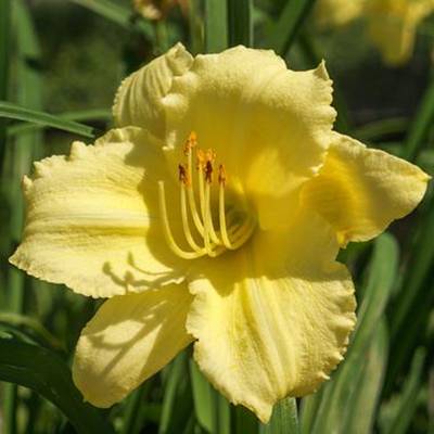 Fragrant Light Hemerocallis (Daylily) – Southern Idaho Landscape Center