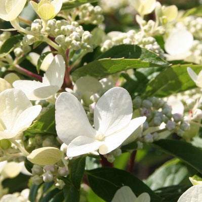 Fire and Ice Panicle Hydrangea Tree Form – Southern Idaho Landscape Center