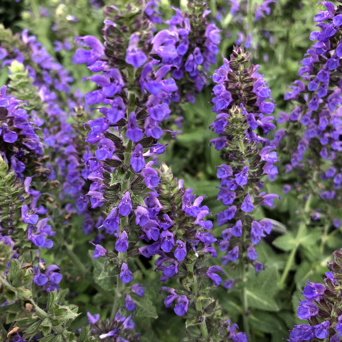 Marcus Salvia (Garden Sage) – Southern Idaho Landscape Center