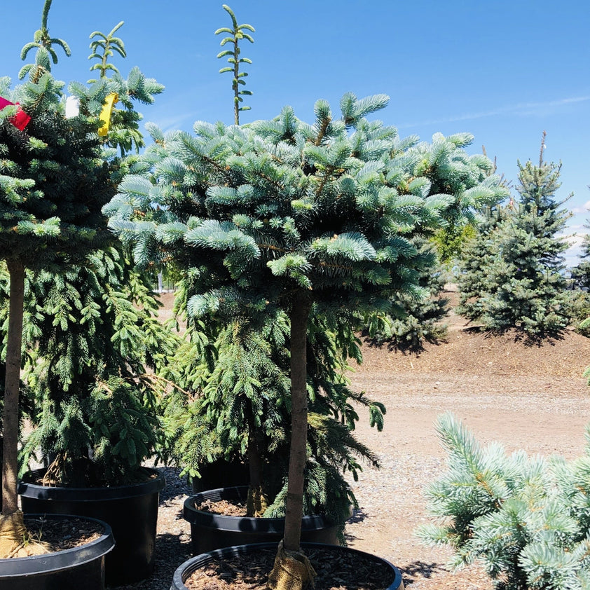 Dwarf Globe Blue Spruce on Standard – Southern Idaho Landscape Center