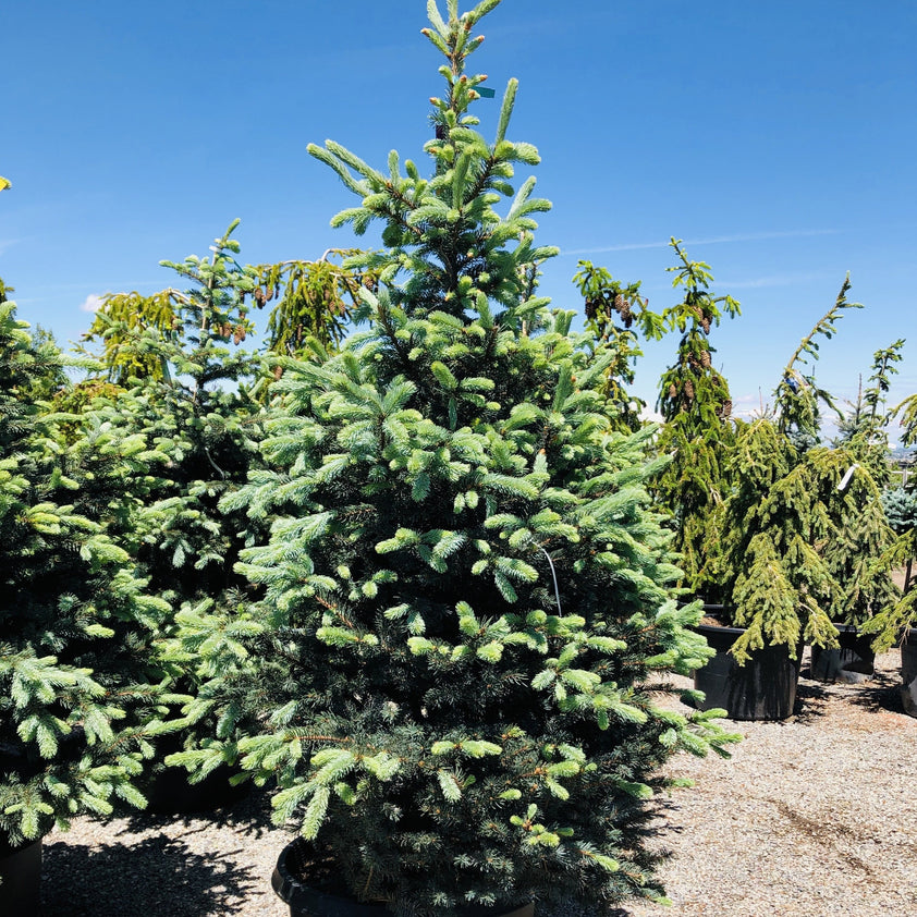 Fat Albert Colorado Spruce Tree – Southern Idaho Landscape Center