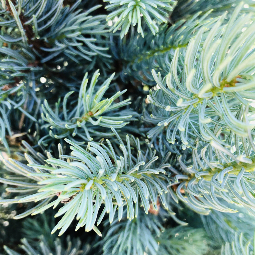 Blue Totem Columnar Spruce Tree – Southern Idaho Landscape Center