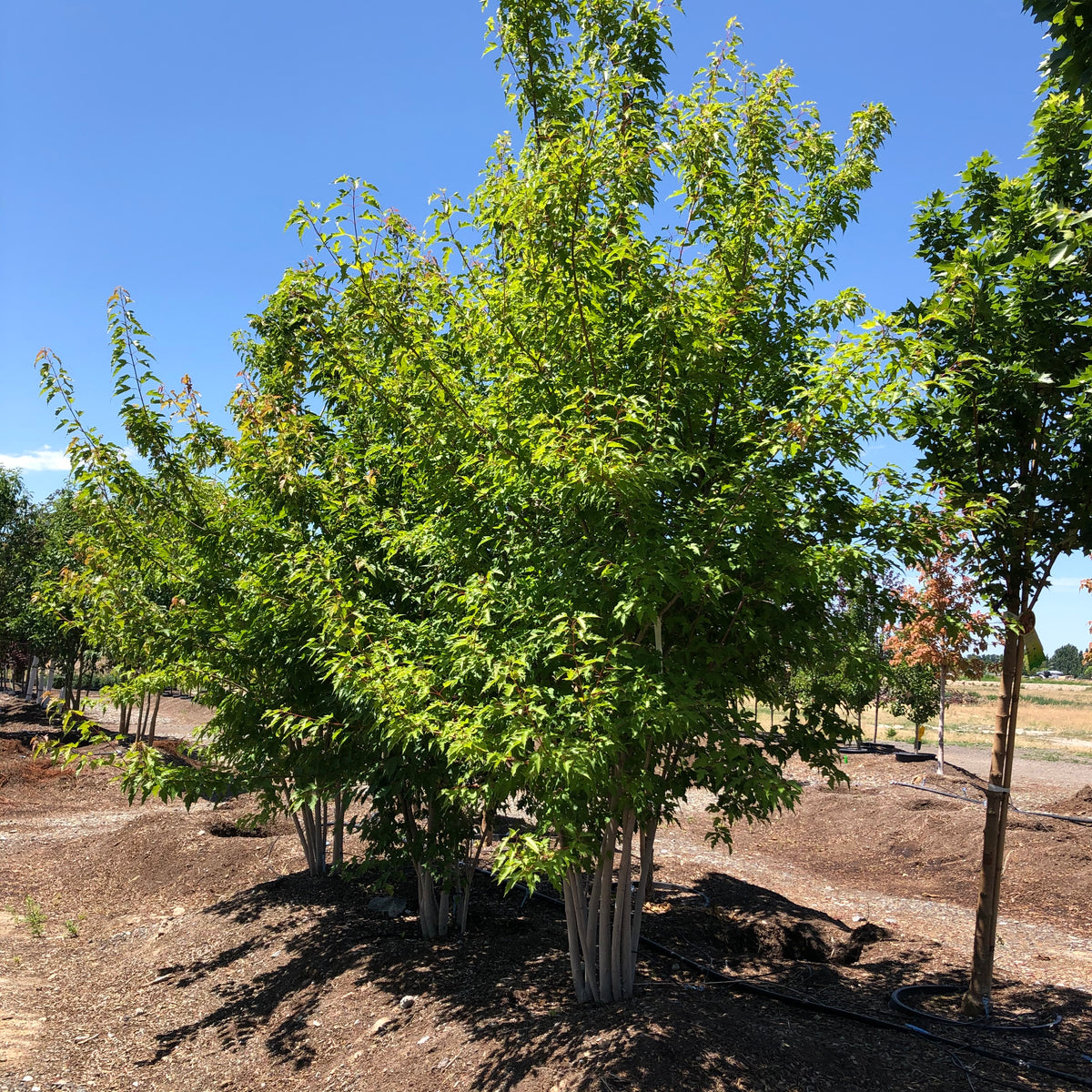 Amur Clump Maple Tree – Southern Idaho Landscape Center