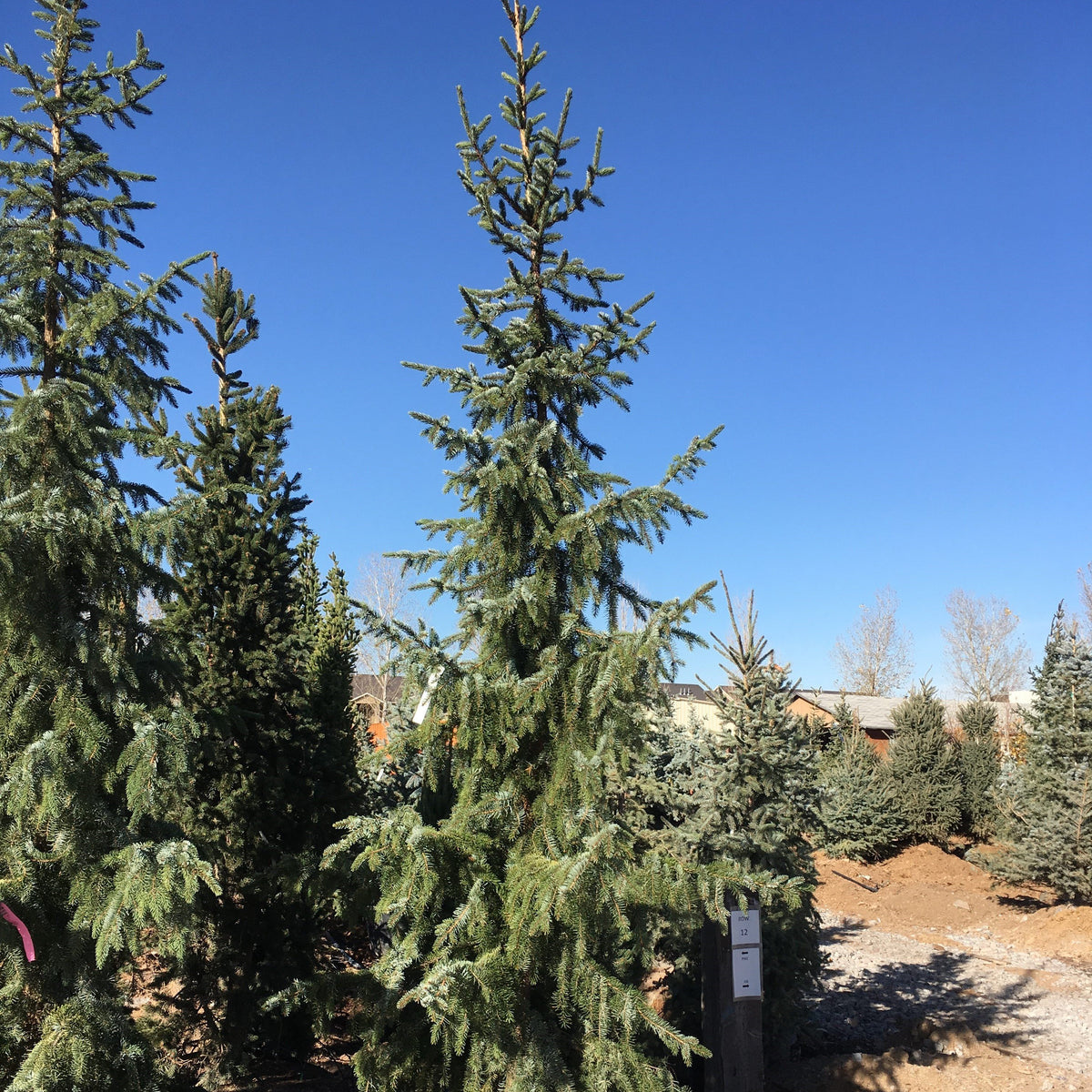 Sky Trails Serbian Spruce Tree – Southern Idaho Landscape Center