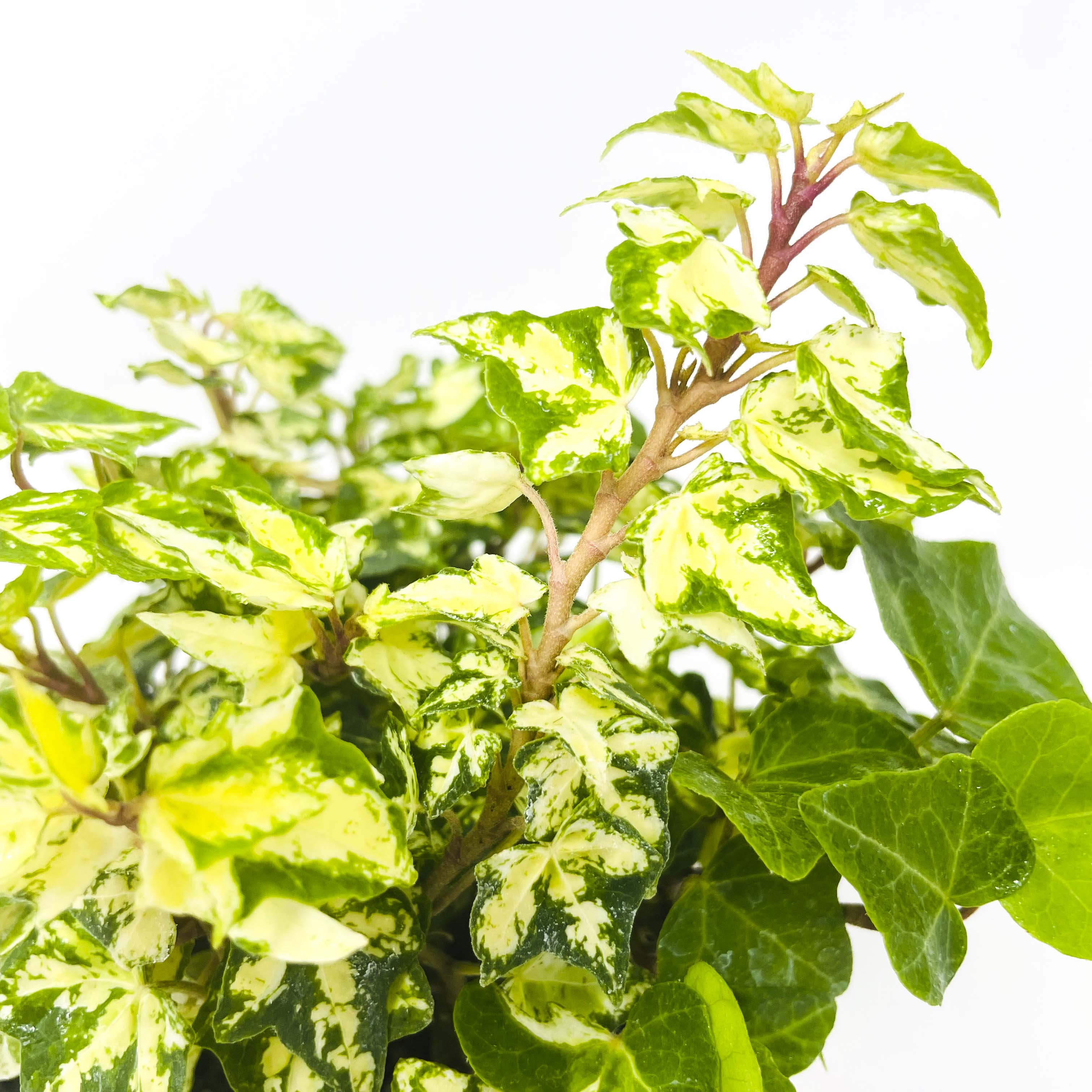 Gold Ingot Hedera (English Ivy) – Southern Idaho Landscape Center