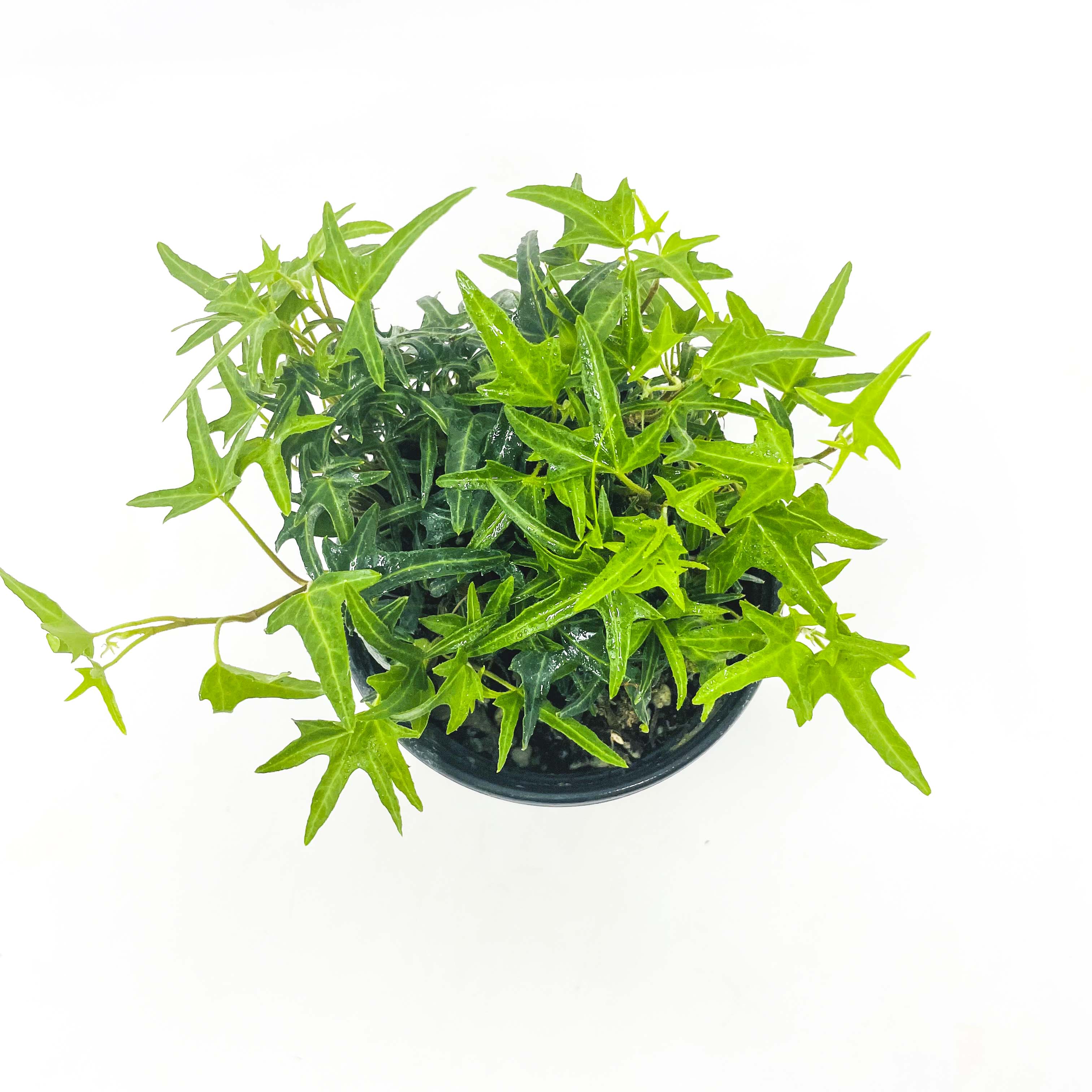 Needlepoint Hedera (English Ivy) – Southern Idaho Landscape Center