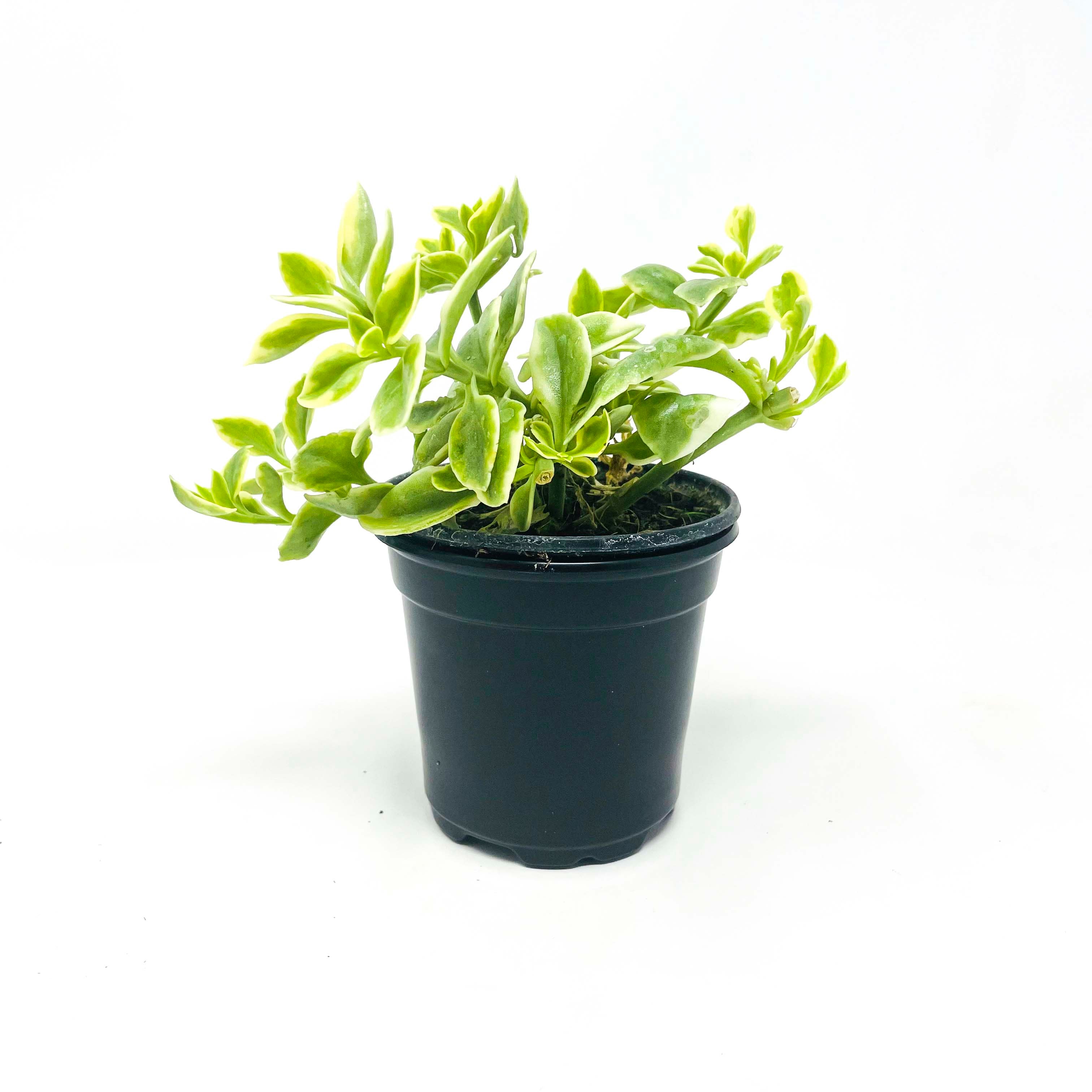 Mezoo Trailing Red Dorotheanthus (Livingstone Daisy) – Southern Idaho ...