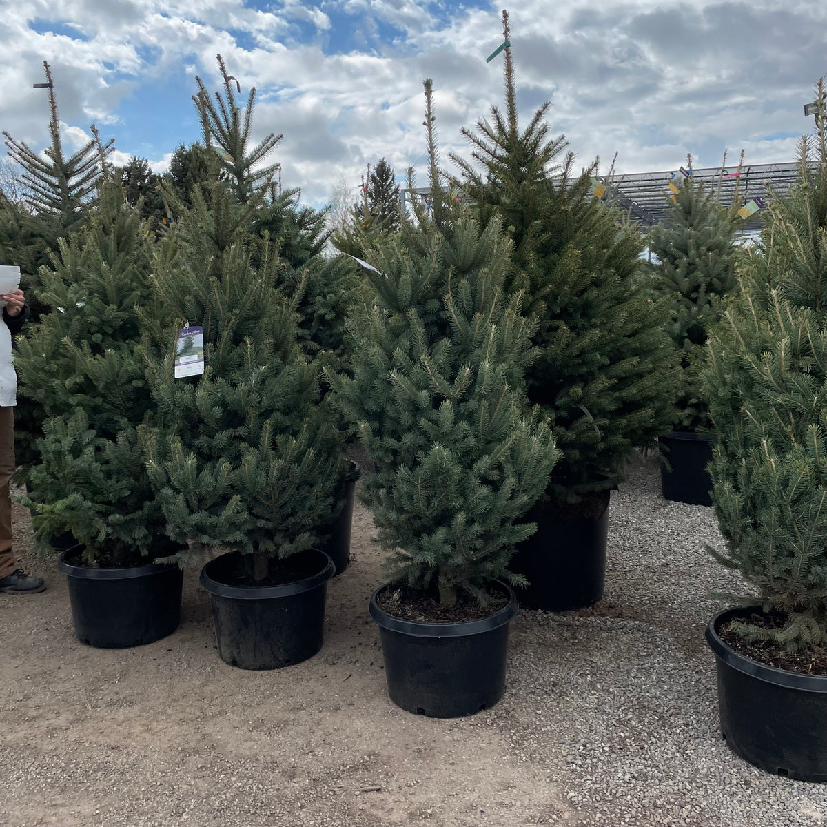 Skinny Blue Genes Spruce Tree – Southern Idaho Landscape Center