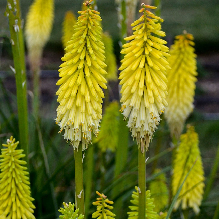 Pyroma Flashpoint Kniphofia (Red Hot Poker) – Southern Idaho Landscape ...