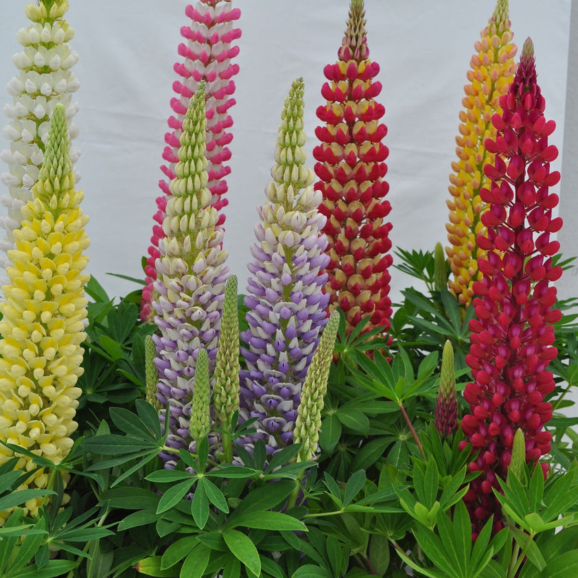 Staircase Mix Lupine – Southern Idaho Landscape Center