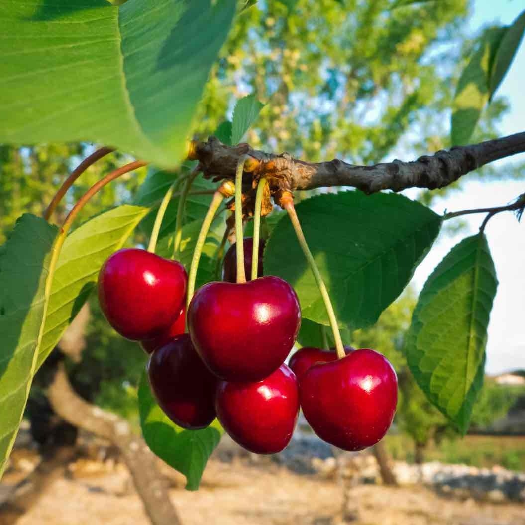 Lapins Cherry Tree – Southern Idaho Landscape Center