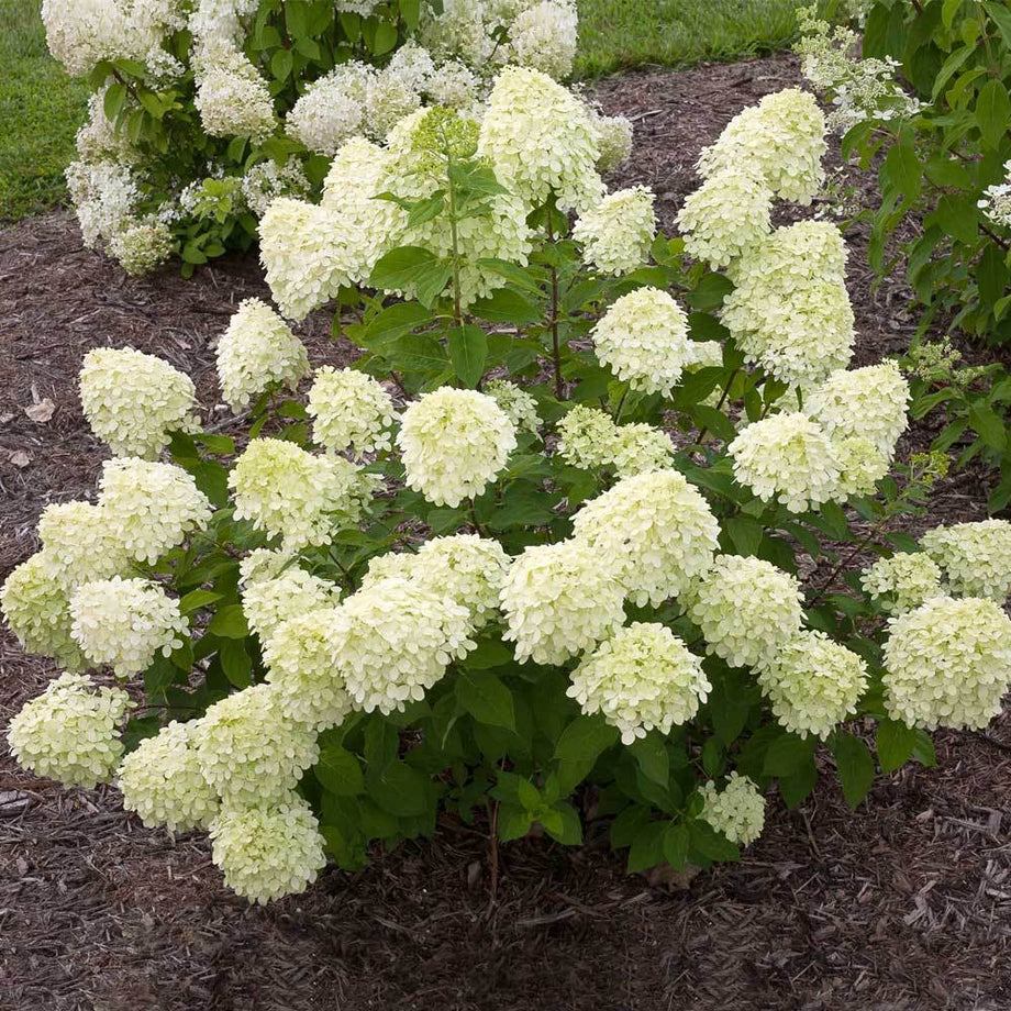 panicle hydrangea evergreen