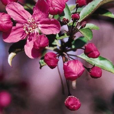 Prairiefire Clump Crabapple Tree – Southern Idaho Landscape Center