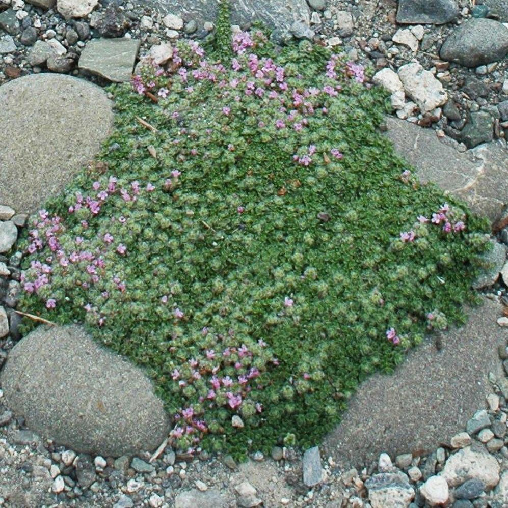 Miniature Thyme – Southern Idaho Landscape Center