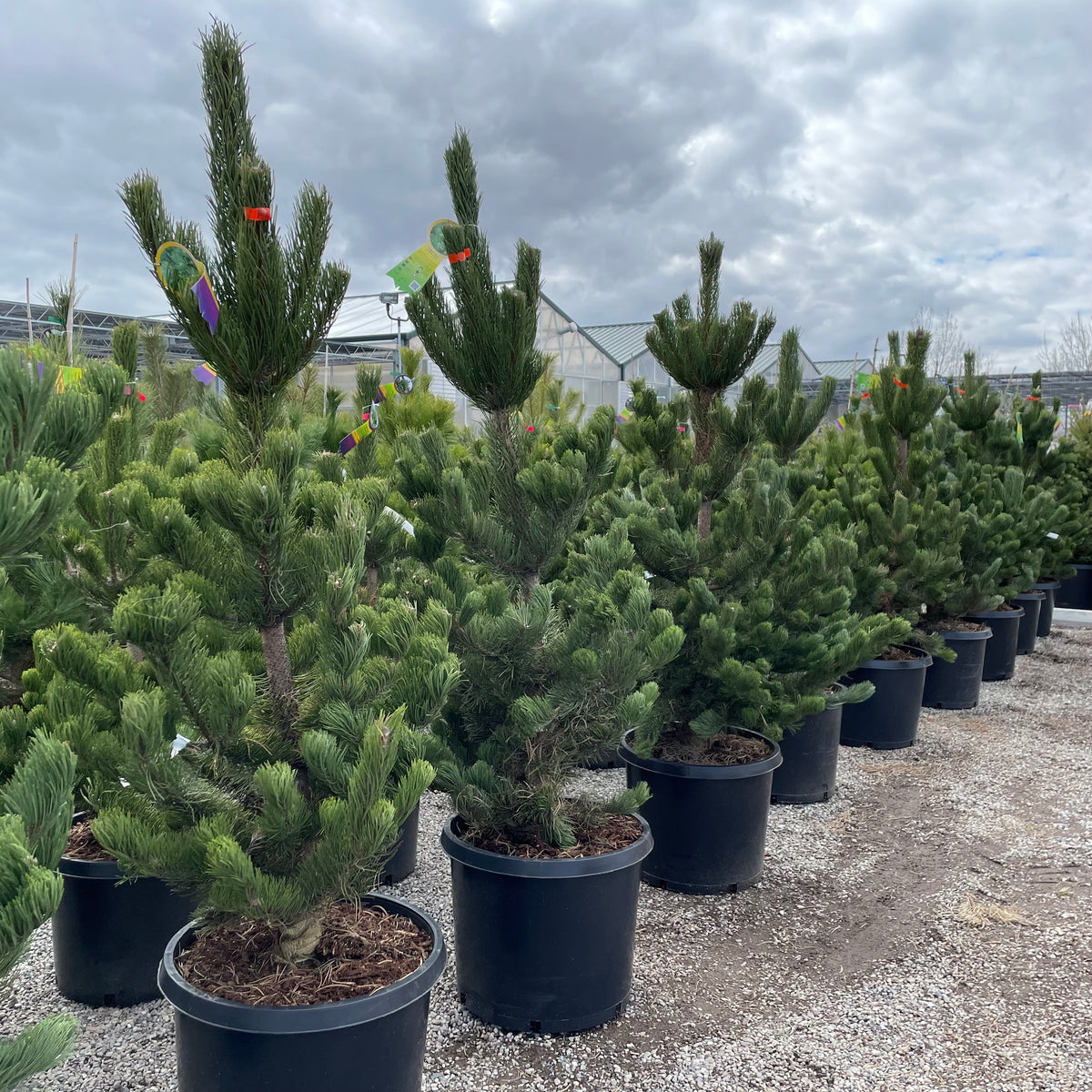 Oregon Green Austrian Pine Tree – Southern Idaho Landscape Center