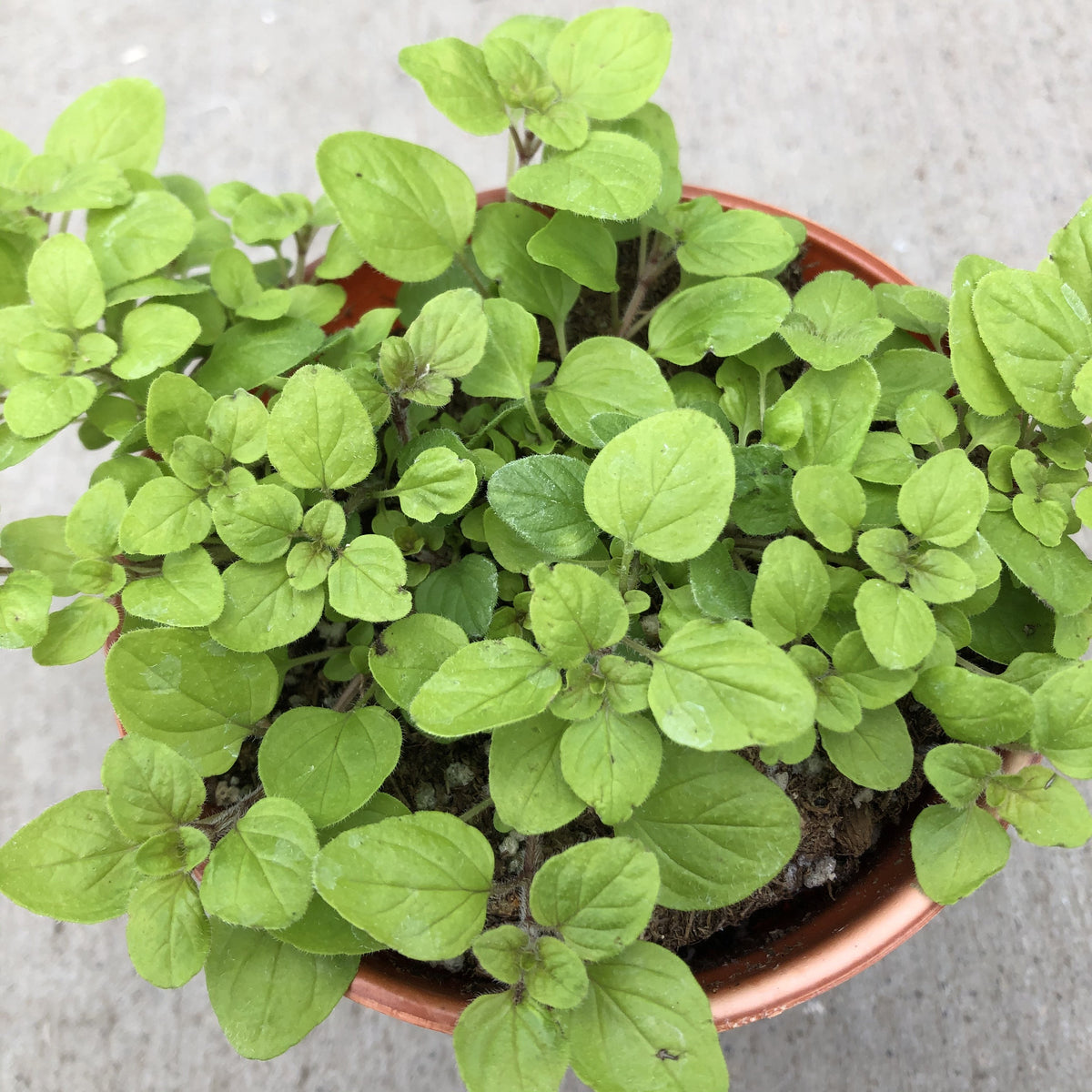 Dwarf Oregano – Southern Idaho Landscape Center