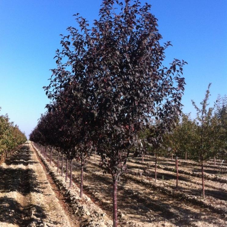 Perfect Purple Crabapple Tree – Southern Idaho Landscape Center