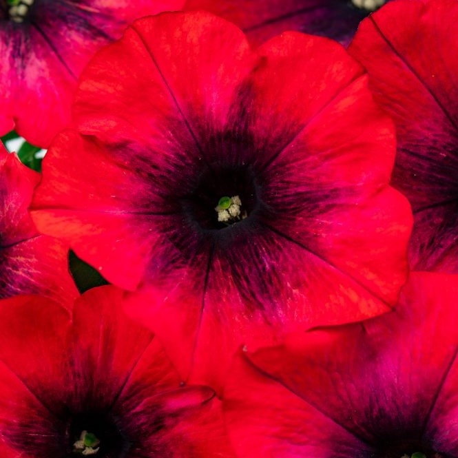 Hells Ember Red Petunia – Southern Idaho Landscape Center
