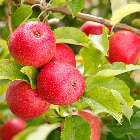 Pink Lady Apple Tree – Southern Idaho Landscape Center