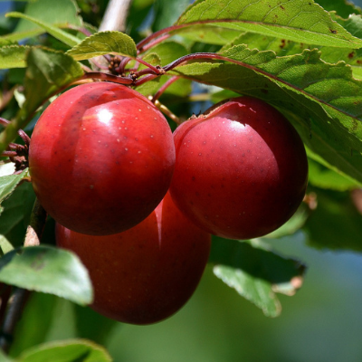 Flavor King Pluot Tree – Southern Idaho Landscape Center
