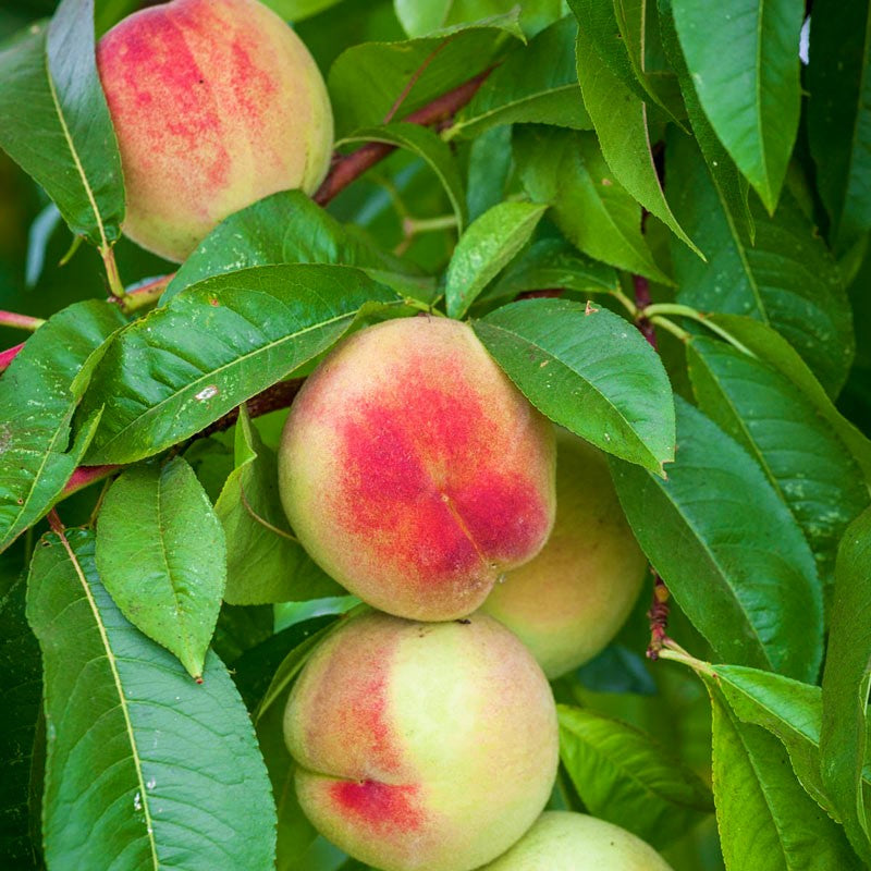 Polly White Peach Tree – Southern Idaho Landscape Center