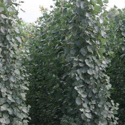 Columnar Swedish Aspen Tree – Southern Idaho Landscape Center
