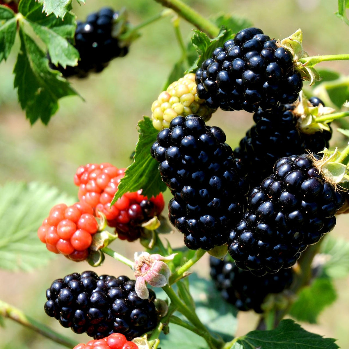 Prime Ark Freedom Thornless Blackberry Plant – Southern Idaho Landscape ...