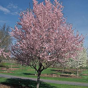 Krauter Vesuvius Plum Tree – Southern Idaho Landscape Center