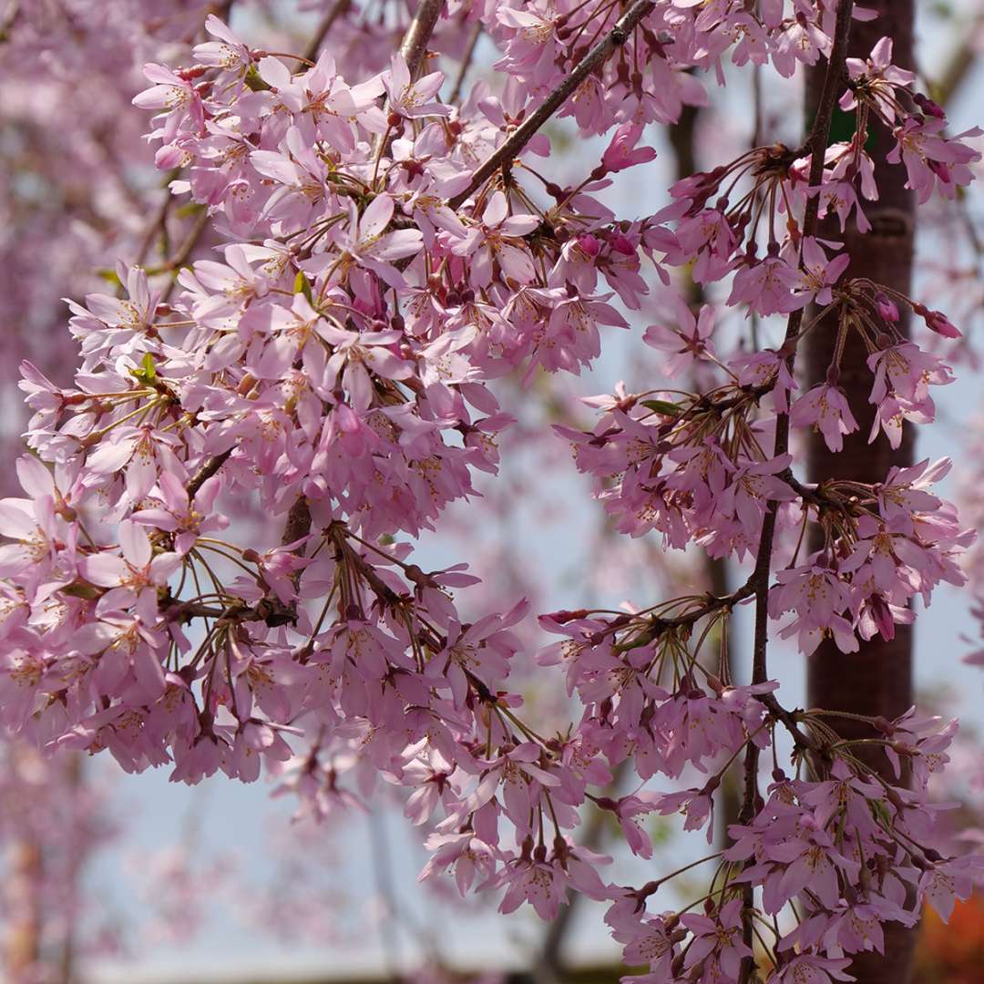 Pink Snow Showers Weeping Cherry Tree – Southern Idaho Landscape Center