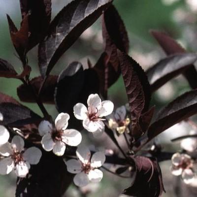 Purpleleaf Sand Cherry – Southern Idaho Landscape Center