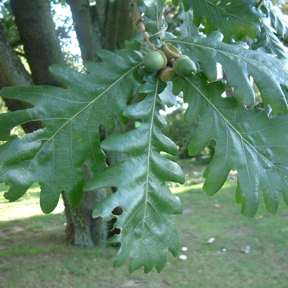 Forest Green Hungarian Oak Tree – Southern Idaho Landscape Center
