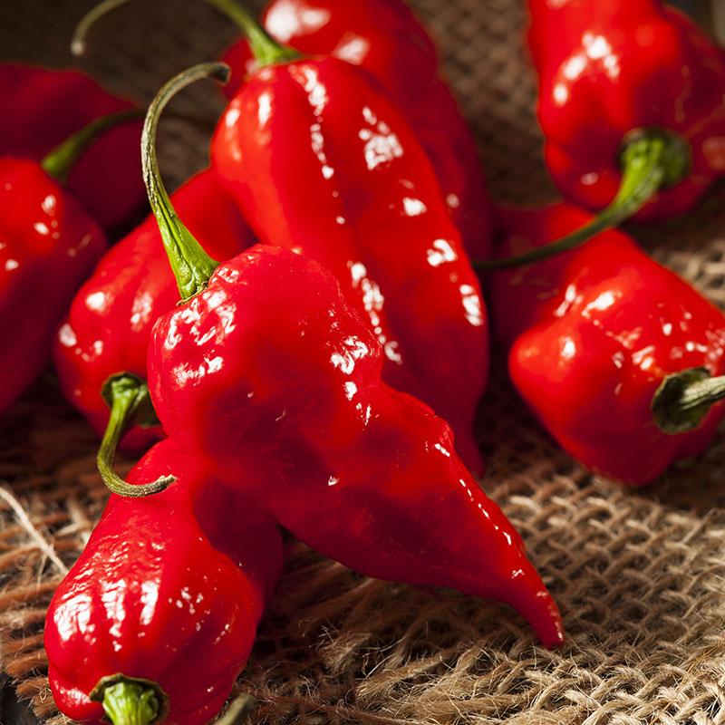 Red Ghost Pepper (Garden Starter Plant) – Southern Idaho Landscape Center