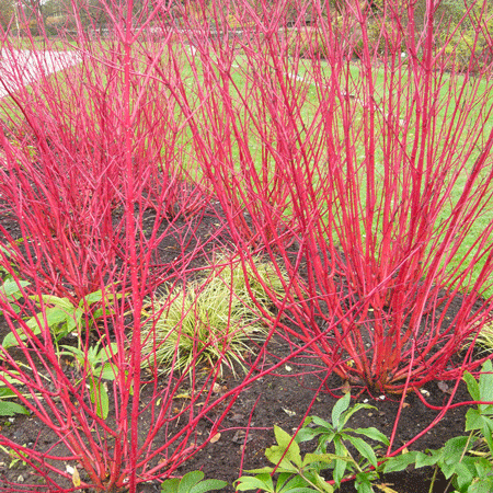 Bailey Red Twig Dogwood – Southern Idaho Landscape Center