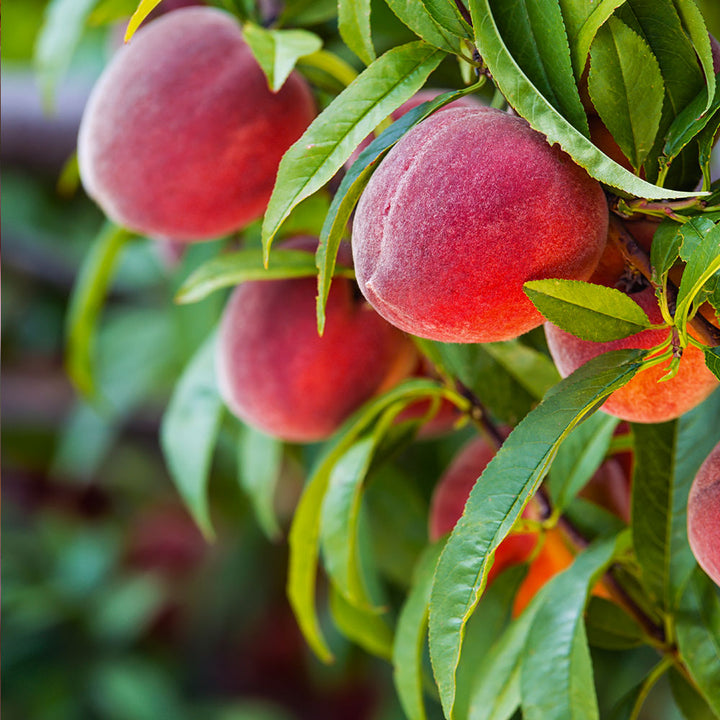 Red Haven Peach Tree – Southern Idaho Landscape Center