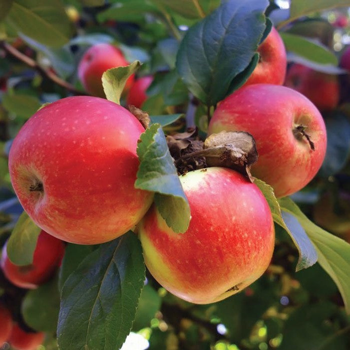 Red Jonathan Apple Tree – Southern Idaho Landscape Center