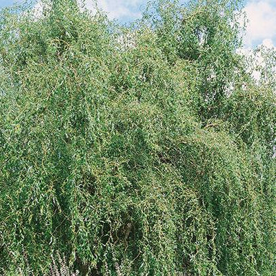 Prairie Cascade Weeping Willow Tree – Southern Idaho Landscape Center