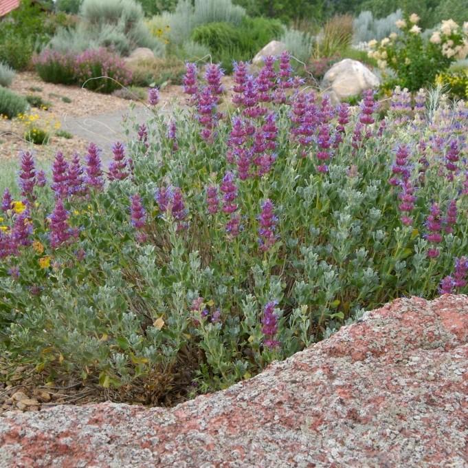Mountain Desert Salvia (Mojave Sage) – Southern Idaho Landscape Center