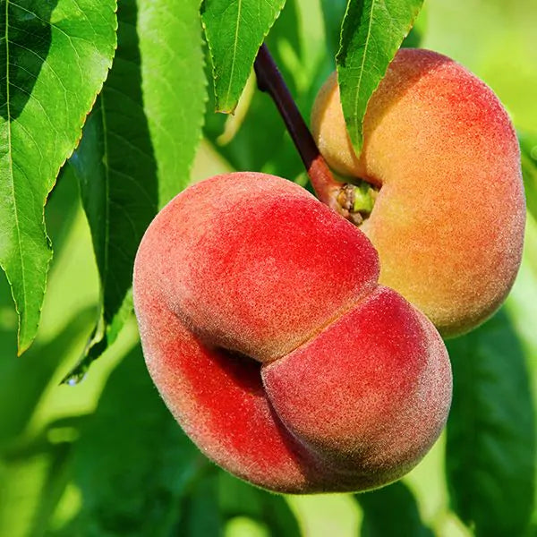 Saturn Donut Peach Tree – Southern Idaho Landscape Center