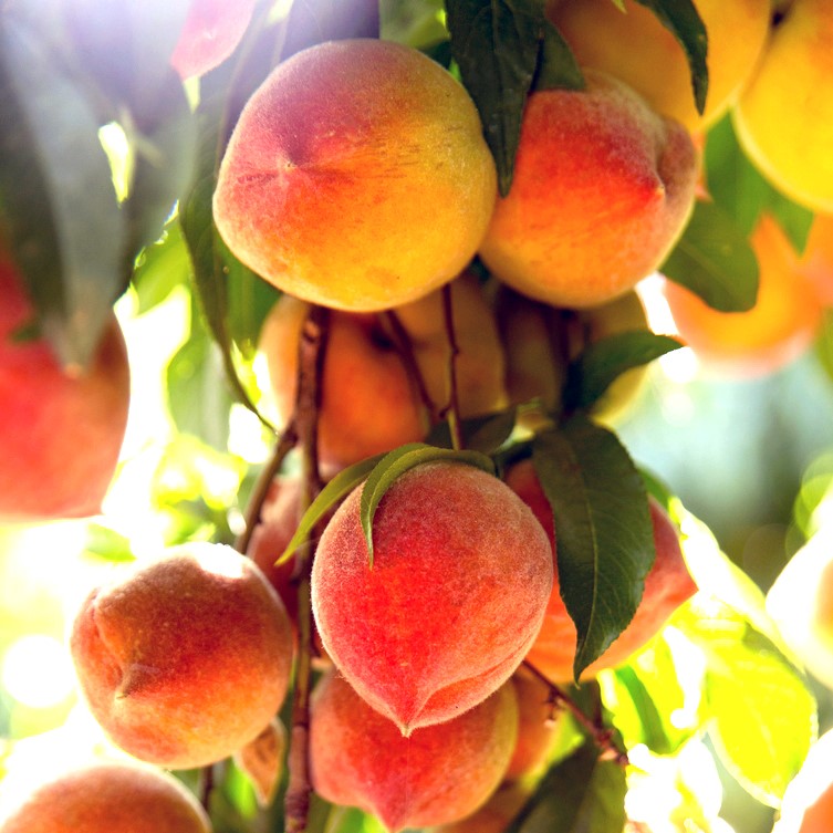 Snow Beauty White Peach Tree – Southern Idaho Landscape Center