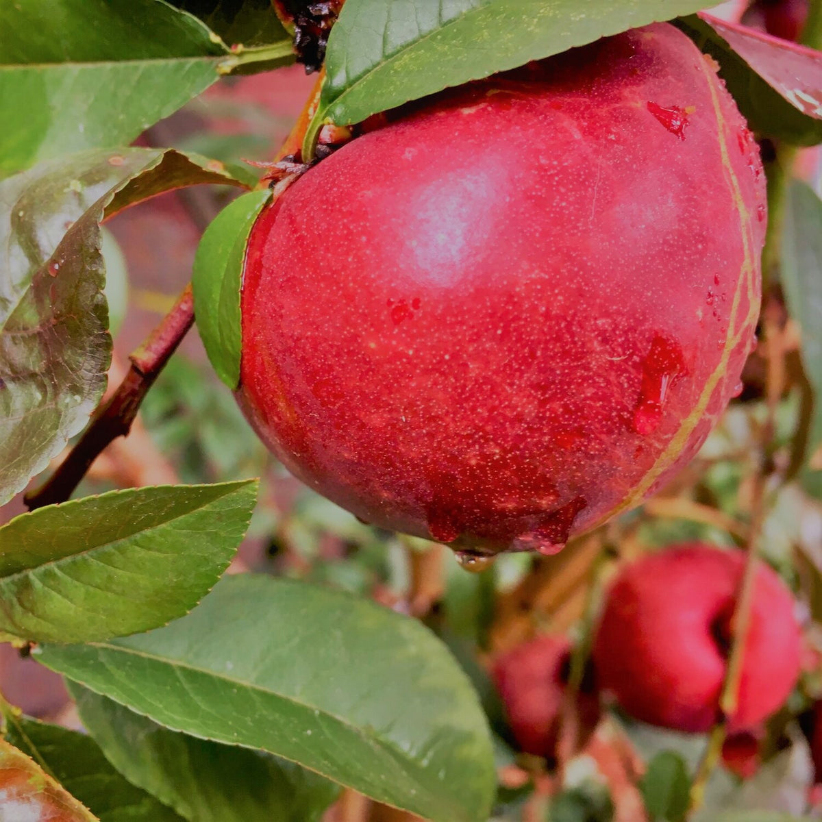 Spice Zee Nectaplum Tree – Southern Idaho Landscape Center