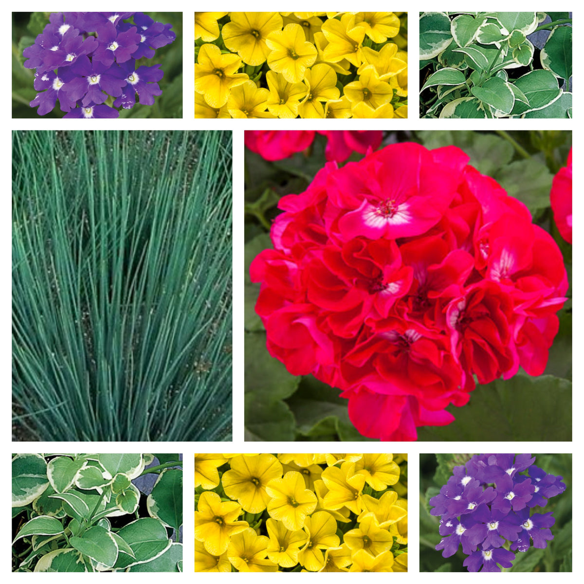 16" Spiky Rose Hanging Basket – Southern Idaho Landscape Center