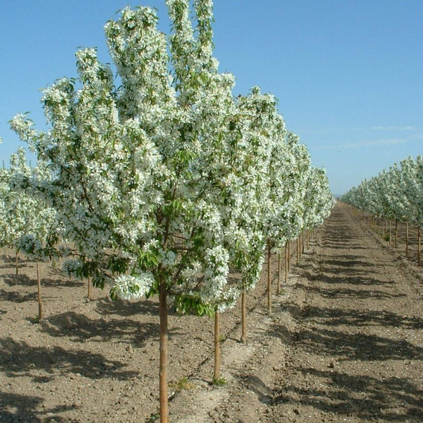 Spring Snow Crabapple Tree – Southern Idaho Landscape Center