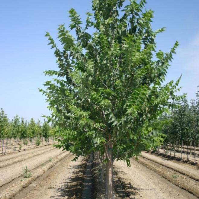 Common Hackberry Tree – Southern Idaho Landscape Center
