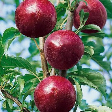 Superior Plum Tree – Southern Idaho Landscape Center