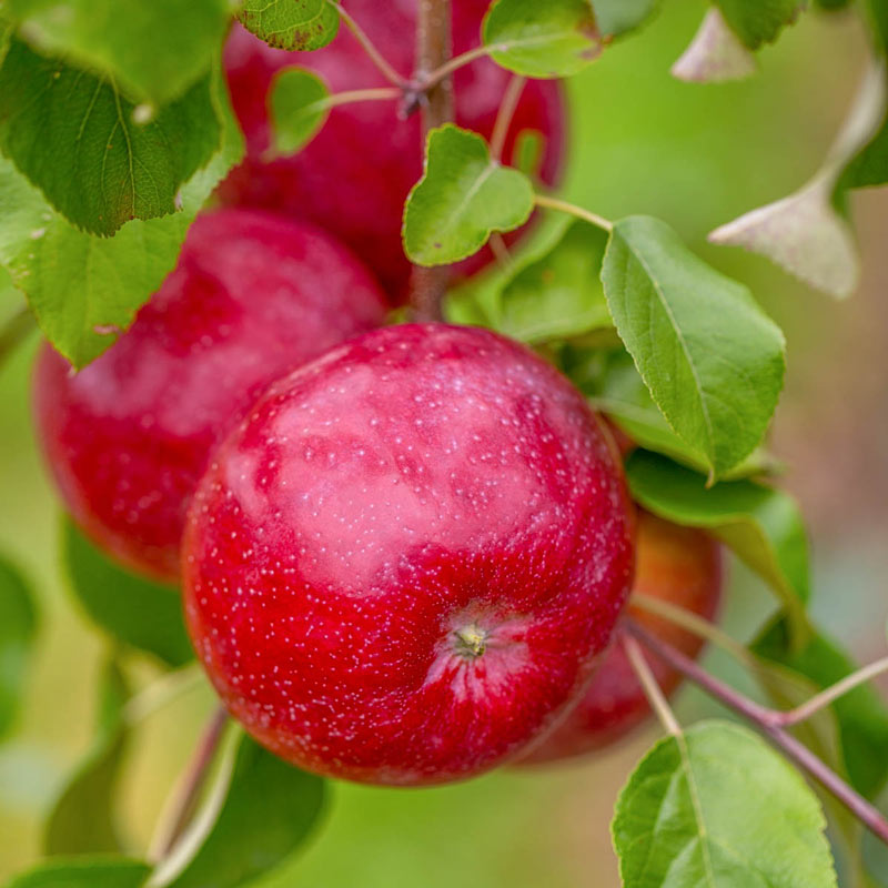 Triumph Apple Tree – Southern Idaho Landscape Center