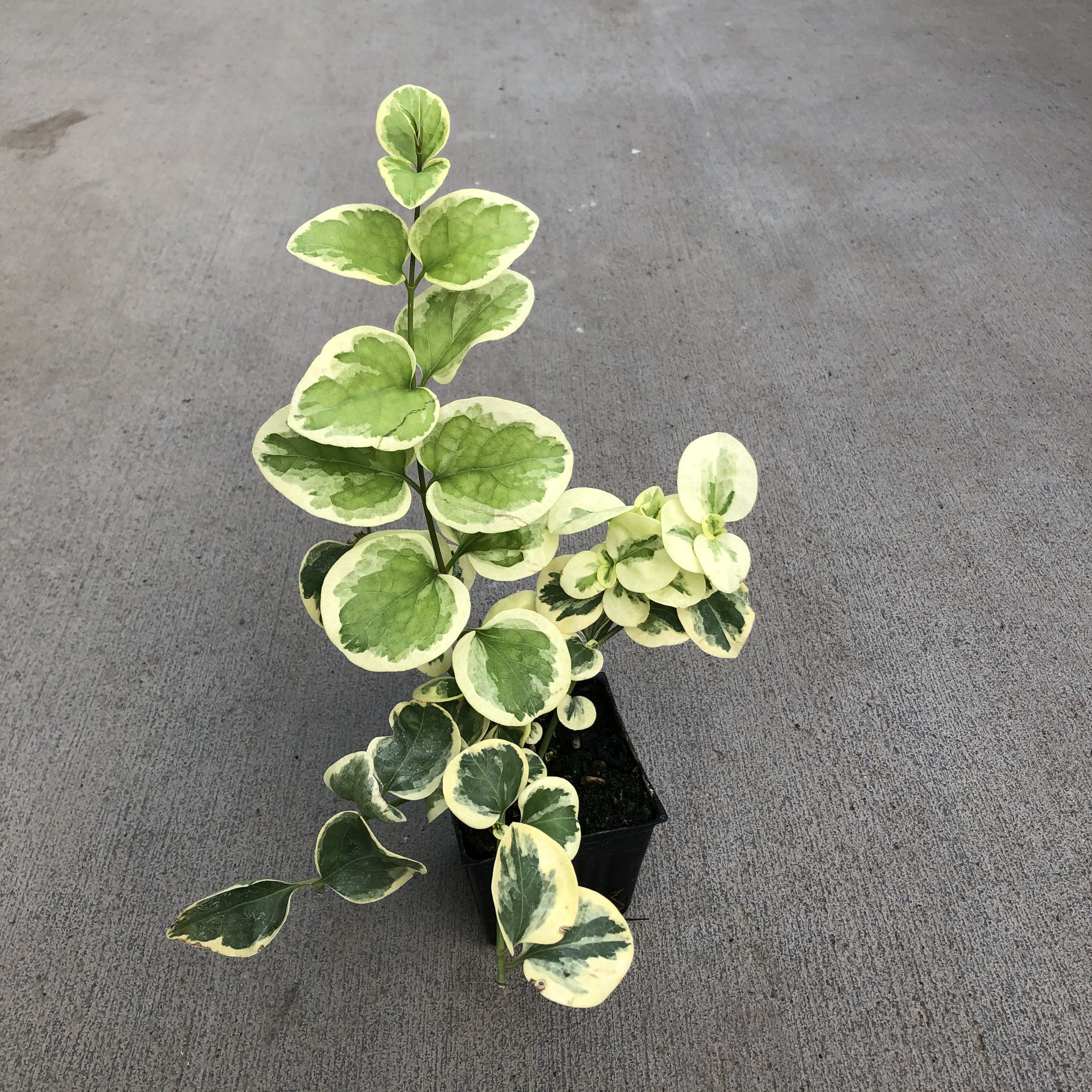 High Color Vinca Vine (Periwinkle) – Southern Idaho Landscape Center