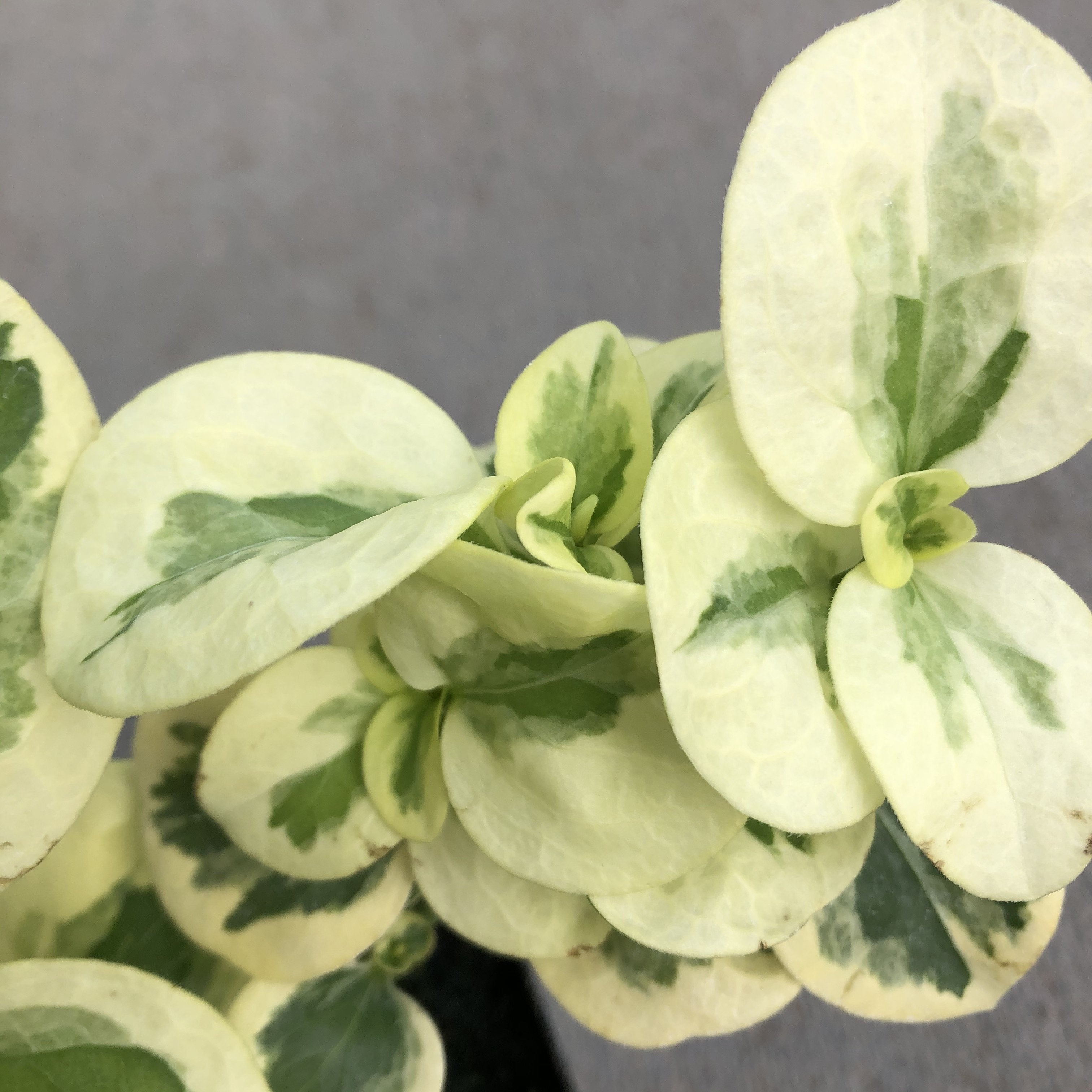 High Color Vinca Vine (Periwinkle) – Southern Idaho Landscape Center